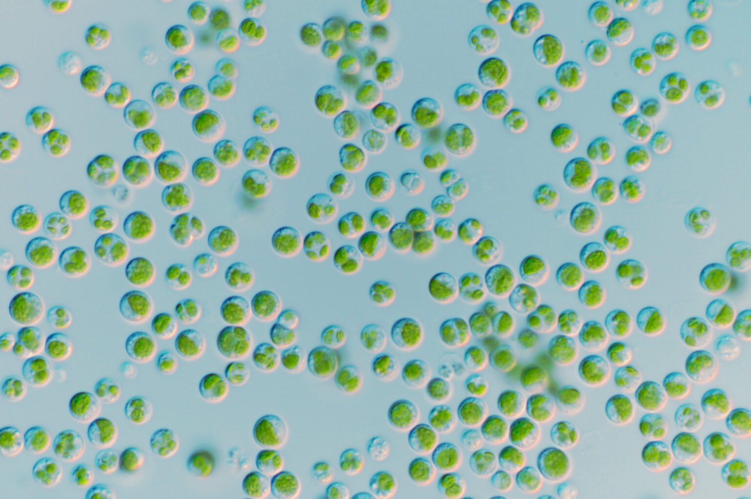 RG92について | 株式会社GLOBAL Glizea